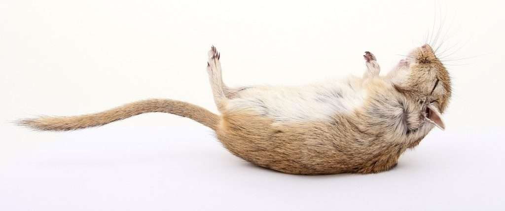 Jenis-jenis Tikus yang Sering Merusak Pemukiman – Insekta Pest Control