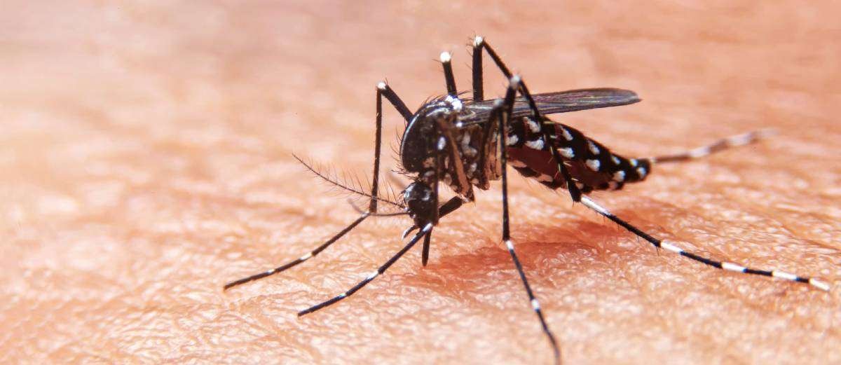 Jasa Pembasmi Nyamuk, Alasan Harus Menggunakannya – Insekta Pest Control