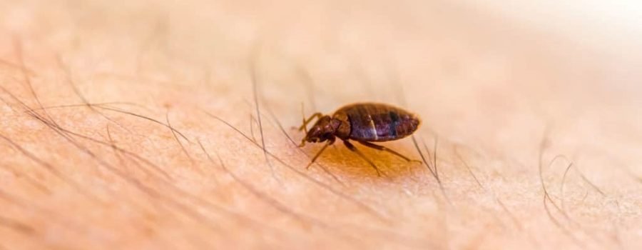 5 Cara Agar Tidak Digigit Kutu Busuk | Insekta Pest Control