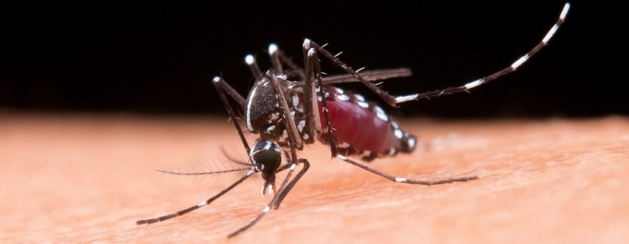 Penyebab DBD Dan Cara Mencegahnya | Insekta Pest Control