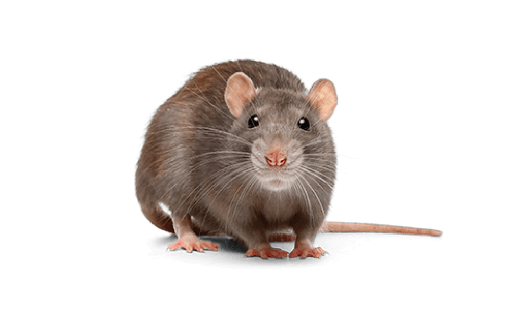 Jasa Pembasmi Tikus | Insekta Pest Control