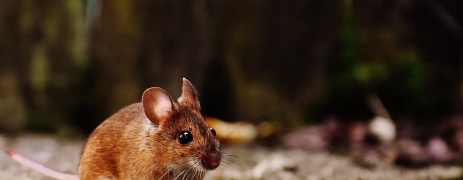 Cara Membasmi Tikus Curut | Insekta Pest Control
