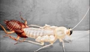 Kecoa Albino : Ini Fakta Yang Perlu Kamu Tahu | Insekta Pest Control