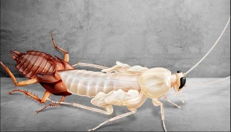 Kecoa Albino : Ini Fakta Yang Perlu Kamu Tahu – Insekta Pest Control