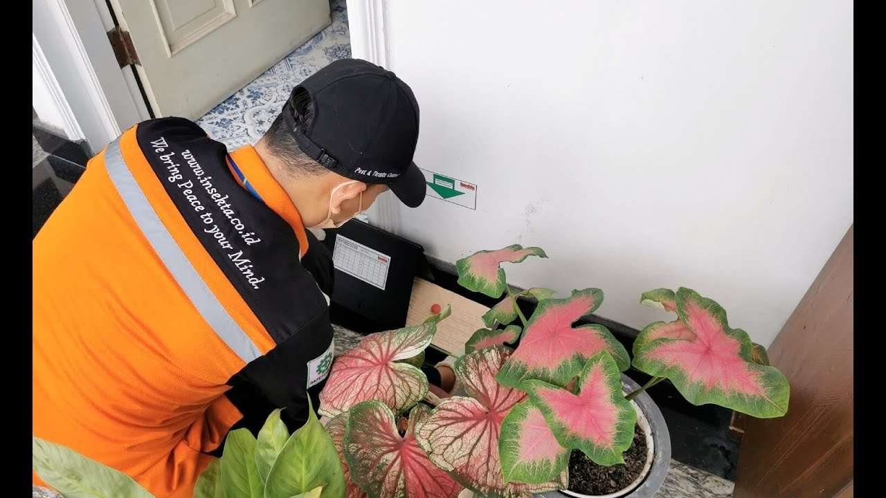 PT Insekta Fokustama - Perusahaan Pest Control Profesional