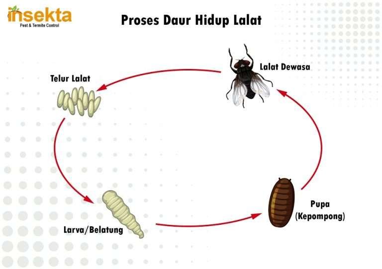 Tahapan Daur Hidup Lalat Dari 0 Hingga Dewasa | Insekta