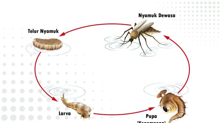 Artikel Dan Informasi Pest Control Terlengkap Ada Disini