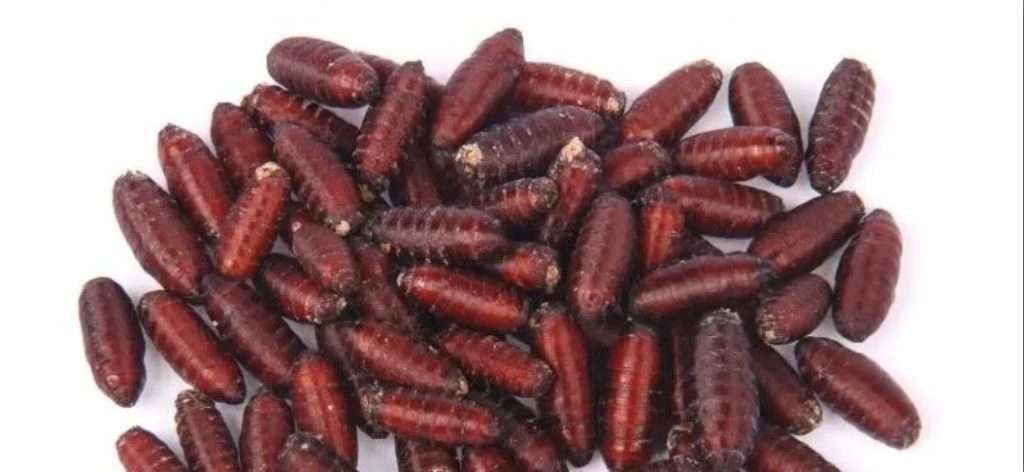 Tahapan Daur Hidup Lalat Dari 0 Hingga Dewasa | Insekta