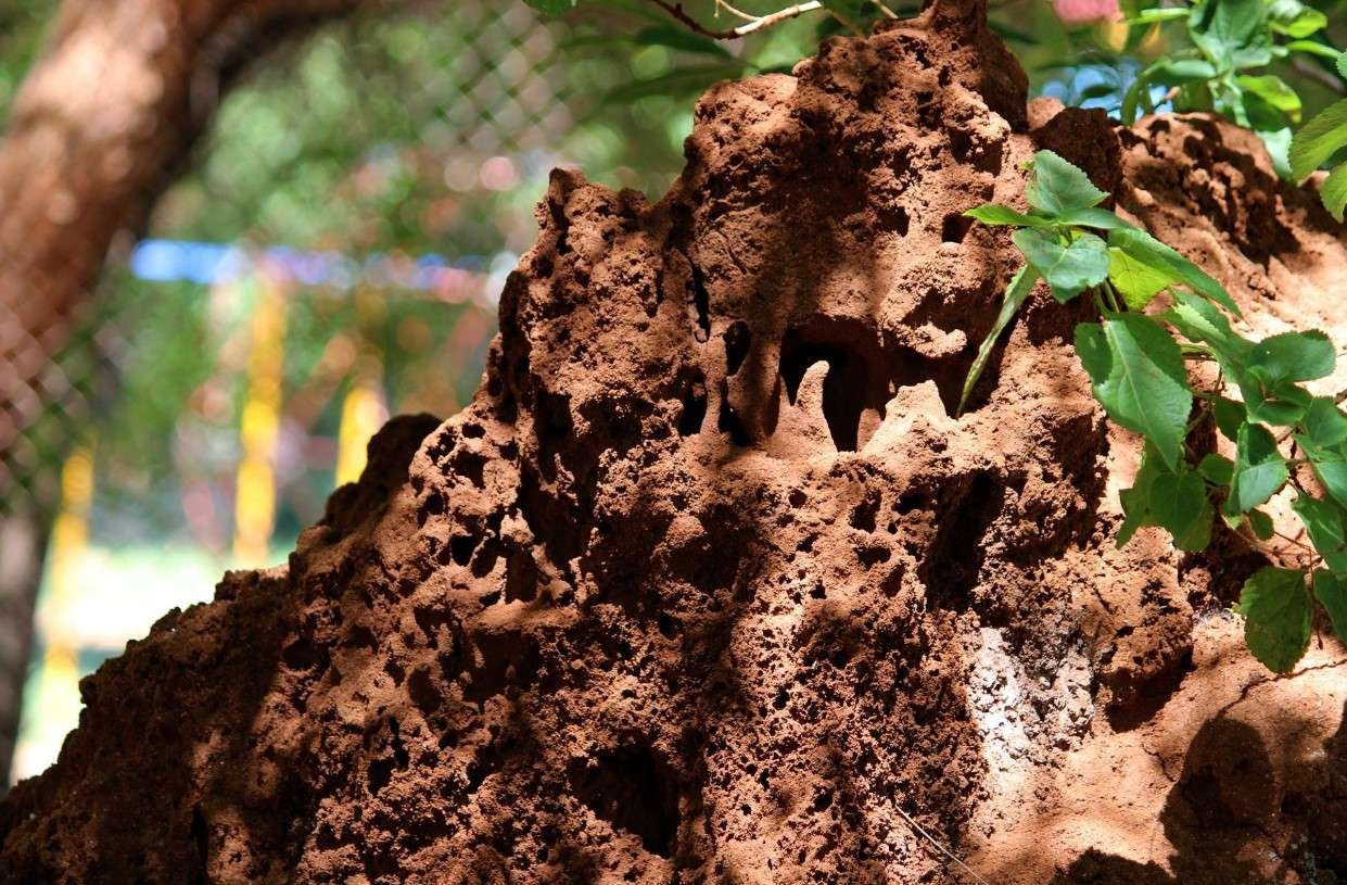 Rumah Rayap: Mengenal Habitat Rayap Dan Cara Mengatasinya