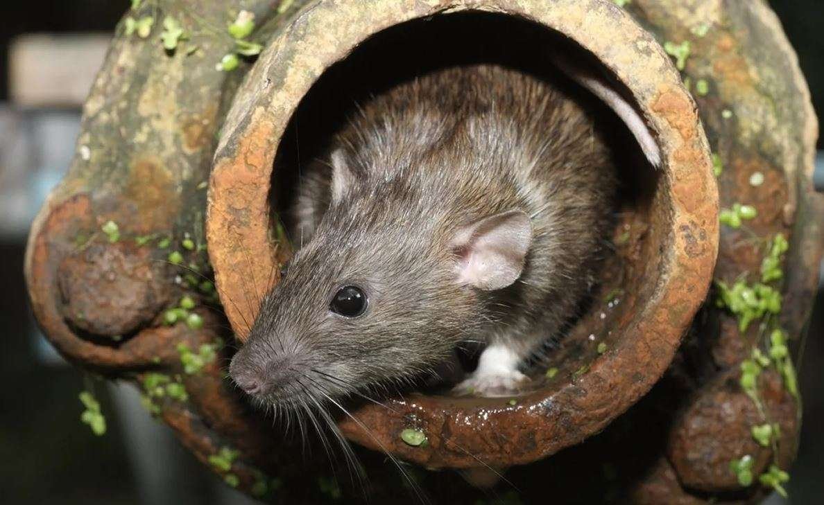 Tips Mengatasi Masalah Tikus Got Di Rumah Anda | Insekta Pest Control