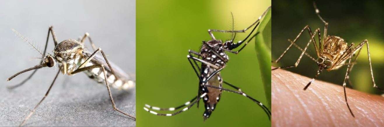 Perbedaan Nyamuk Anopheles, Aedes, Dan Culex