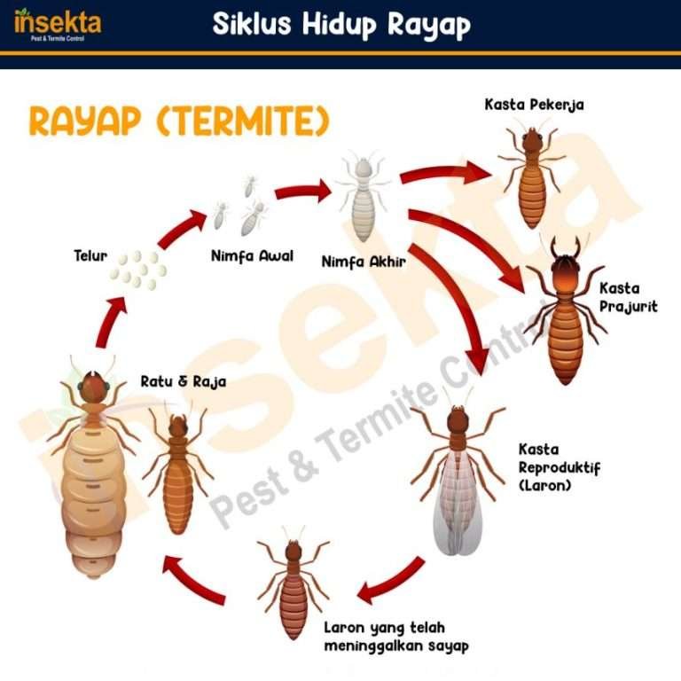 4 Siklus Hidup Rayap Dan Perkembang Biakannya