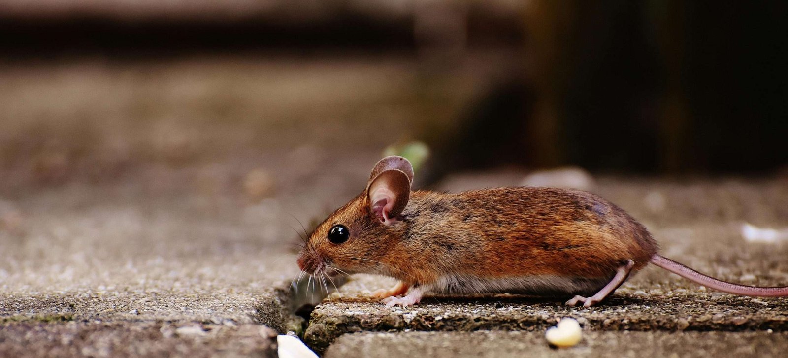 Mengenal Tikus Mencit | Insekta Pest Control