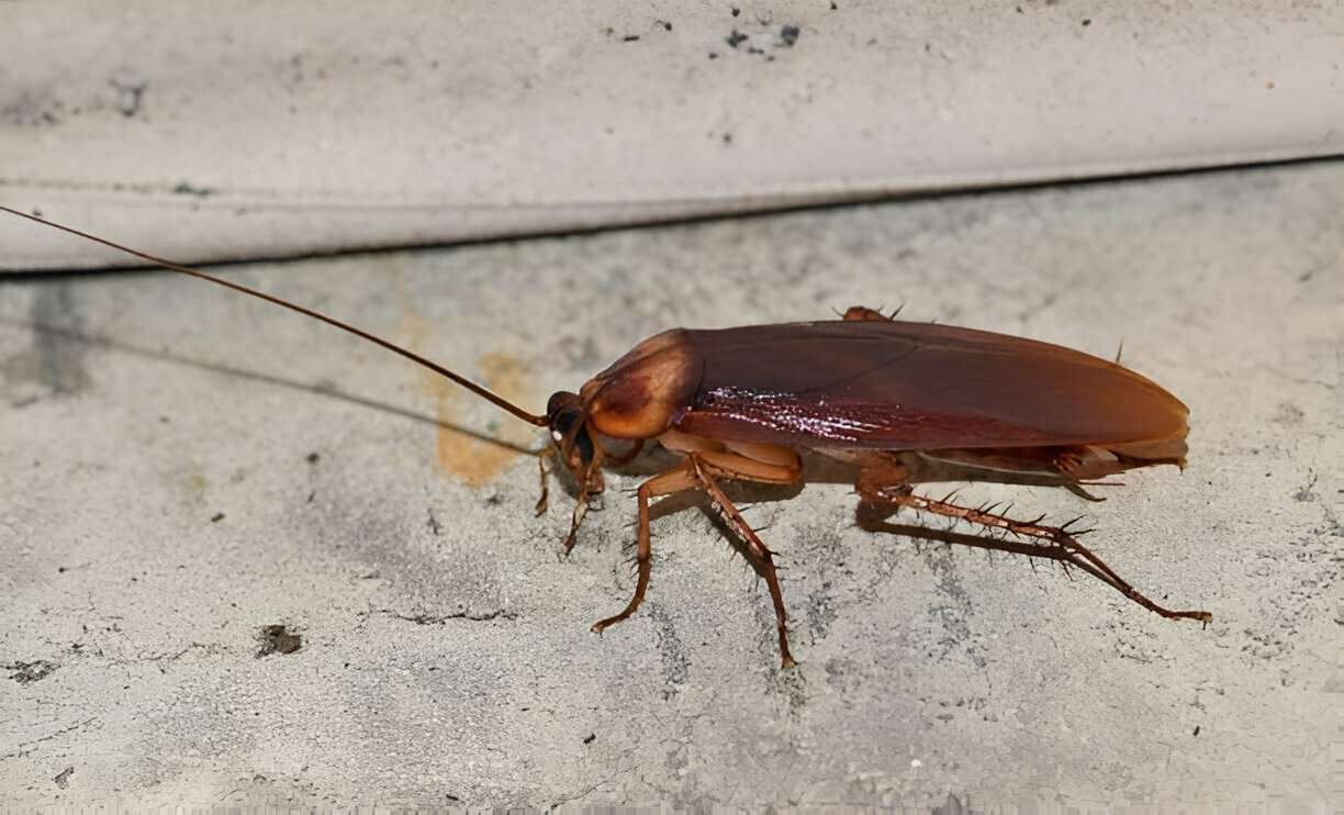 Mengenal Kecoa Amerika Dan Cara Mengatasinya – Insekta Pest Control