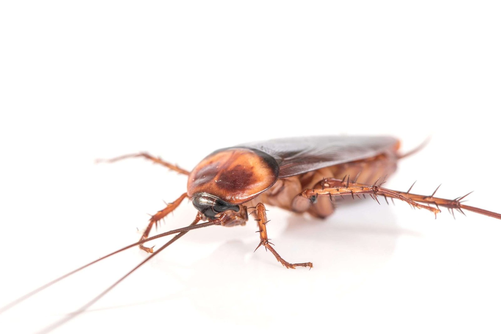 Sejarah Kecoa Dan Evolusinya | Insekta Pest Control