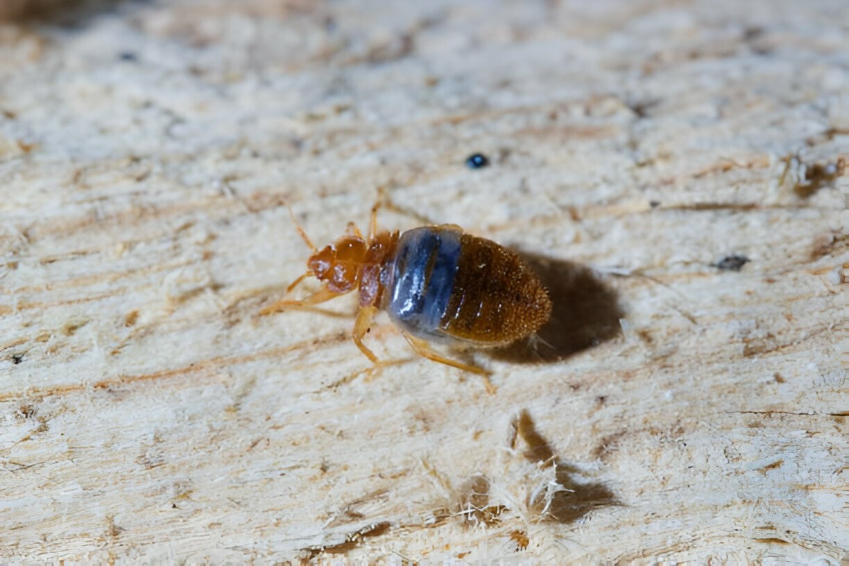 Dari Mana Asal Kutu Busuk? | Insekta Pest Control